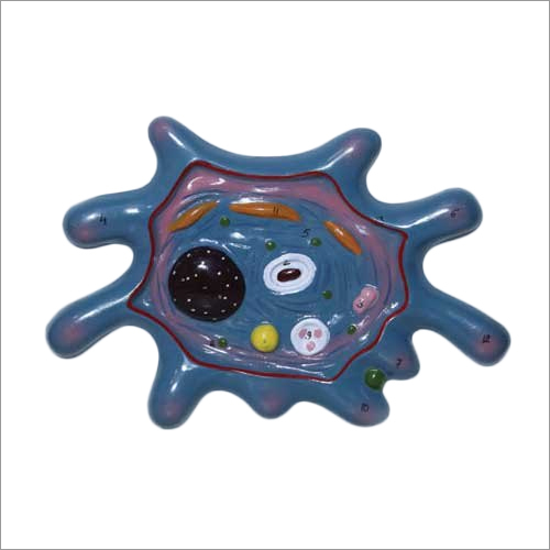 Blue Amoeba On Board Anatomical Models at Best Price in Ambala | Khanna ...