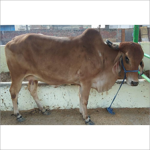 Gir Cow Suppliers, Gir Cow Dealers & Wholesalers
