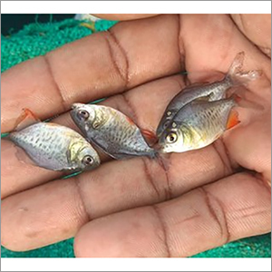 Rupchanda Fish Seed at Best Price in Kolkata, West Bengal | Ghosh Spawn ...