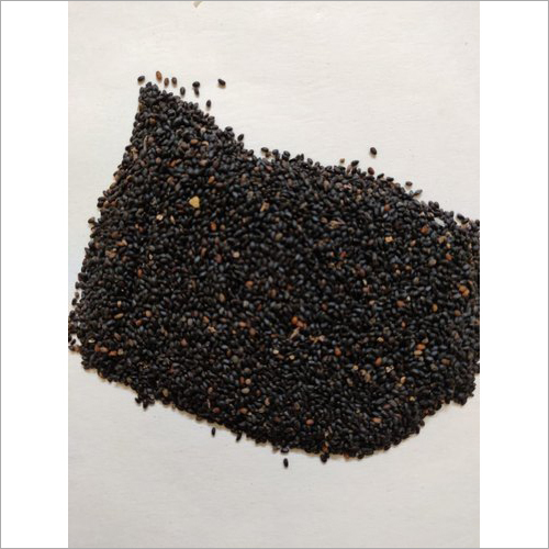 Basil Seed at Best Price in Ahmedabad, Gujarat | Mukhi Overseas
