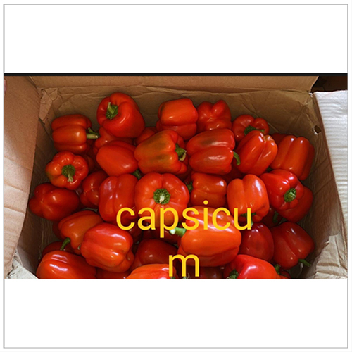 Fresh Coloured Capsicum Shelf Life: 1 Days at Best Price in Solan ...