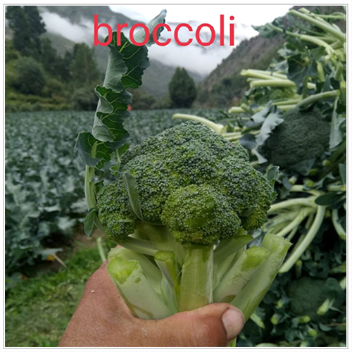 Fresh Broccoli Shelf Life: 1 Days at Best Price in Solan | Thakur Exotic