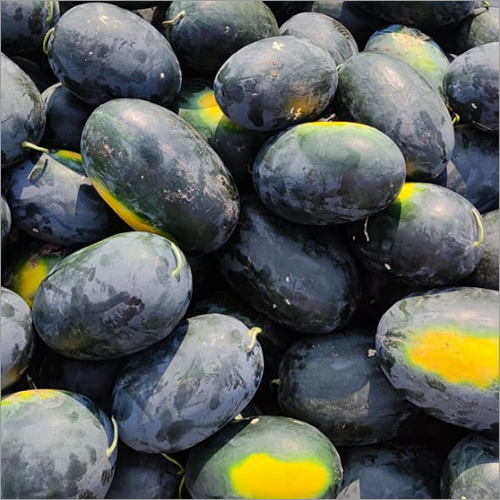 Common Natural Watermelon at Best Price in Nashik, Maharashtra | Atharv ...