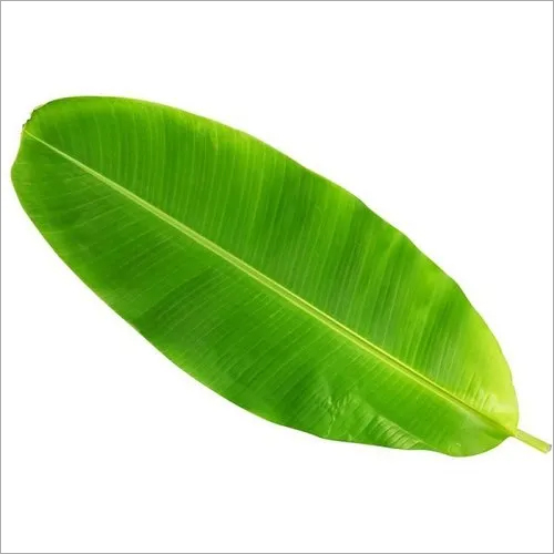 Green Banana Leaf at Best Price in Thanjavur, Tamil Nadu | Sky Line Traders