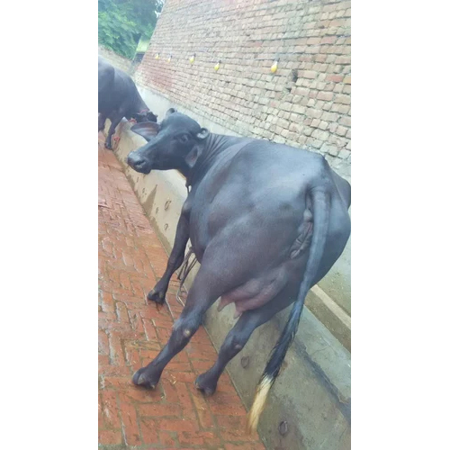 Haryana Original Murrah Buffalo at Best Price in Karnal | Veer Dairy Farm