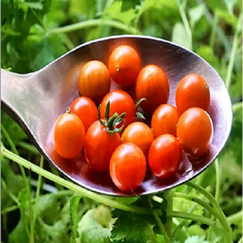 Spoon Tomato at Best Price in Nashik, Maharashtra | Sambha Agro Farmers ...
