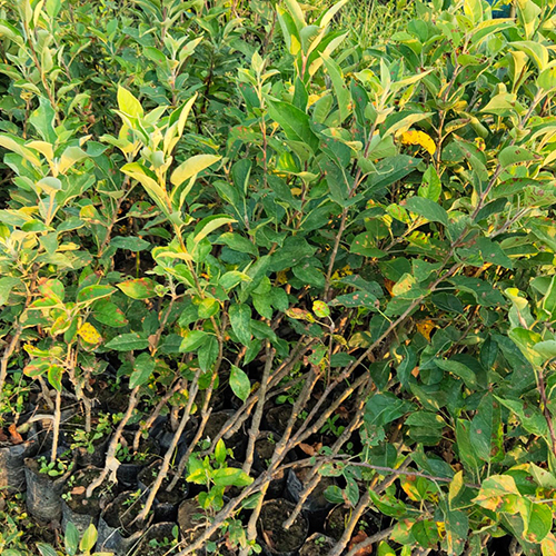 Green Apple Hrm 99 Plant at Best Price in North 24 Parganas | Molla Nursery