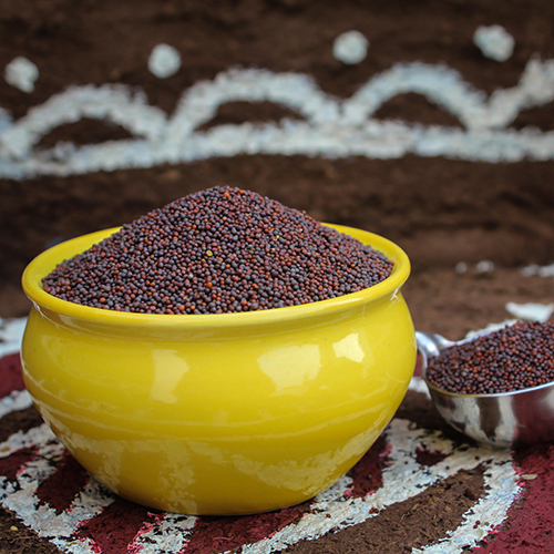Black Musterd at Best Price in Jodhpur, Rajasthan | Desert Pride Global
