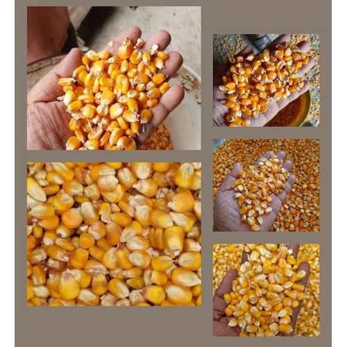 Organic Yellow Maize Grits At Best Price In Richha Siddiqui Enterprises Organic Yellow Maize Grits At Best Price In Richha Siddiqui Enterprises