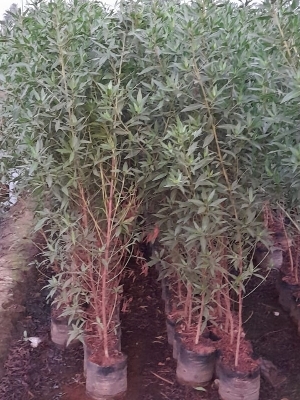 Rose Kono Corpus Plant at Best Price in Sangrur | Aroosa Interlock ...