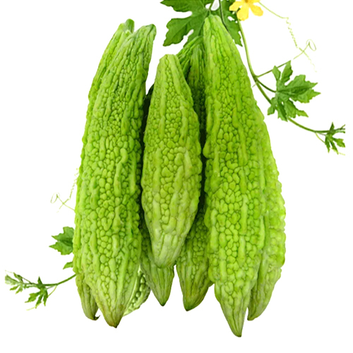 Fresh Bitter Ground at Best Price in Ahmedabad, Gujarat | Nst Agro Trading
