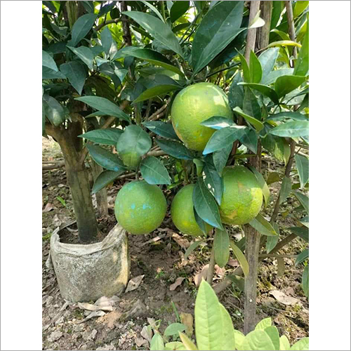 Green Malta Mosambi Plant at Best Price in Howrah | Tamanna Thi ...