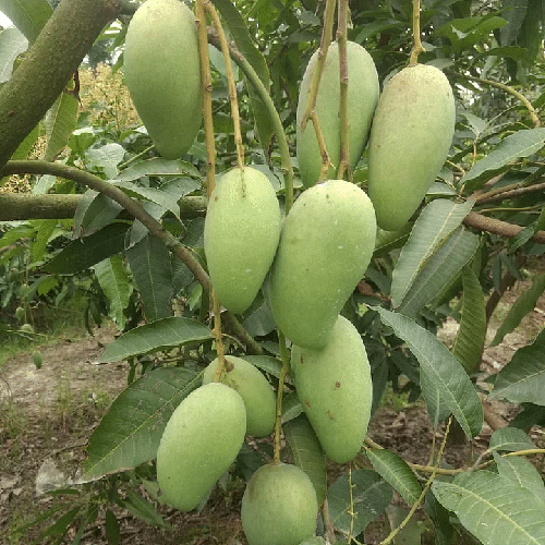 Katimon Mango Plant Size: Small at Best Price in Habra | Bengal Garden ...