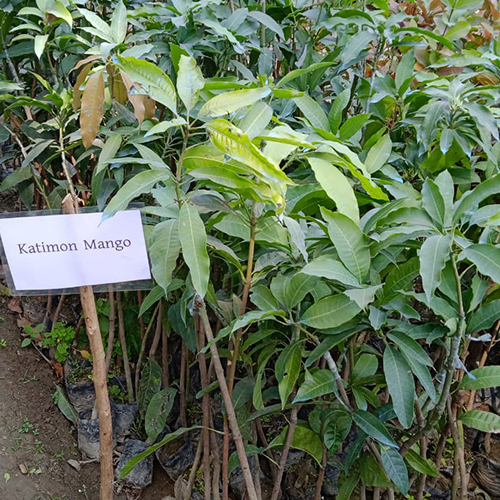 Katimon Mango Plant Shelf Life: 2-3 Years at Best Price in Habra ...