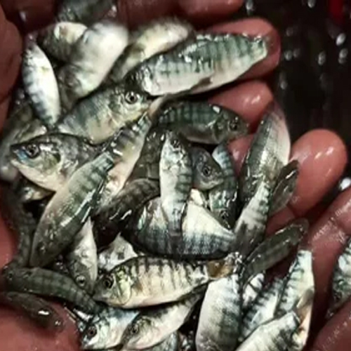 Brown Fish Spawn Seed at Best Price in Delhi | Nagodas Fish Farming And ...