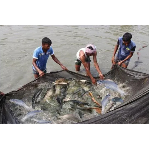 Freshwater Fish Farming Services in Laxmi Nagar, Delhi - Nagodas Fish ...