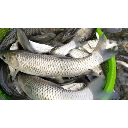Grass Carp Fish Farming Services in Laxmi Nagar, Delhi - Nagodas Fish ...