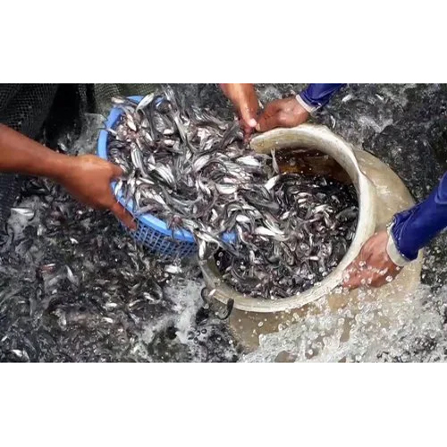 Fish Farm Aquaculture Services in Laxmi Nagar, Delhi - Nagodas Fish ...