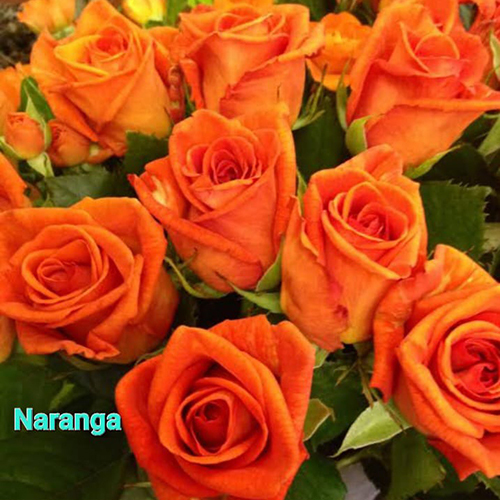 Pink Natural Fragrance Rose Flower at Best Price in Chennai | Gain Trading