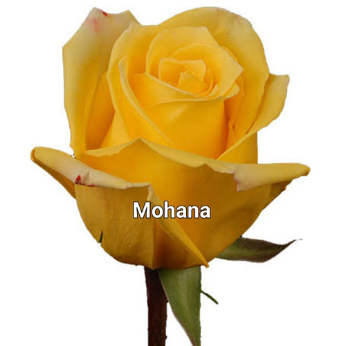 Pink Natural Fragrance Rose Flower at Best Price in Chennai | Gain Trading