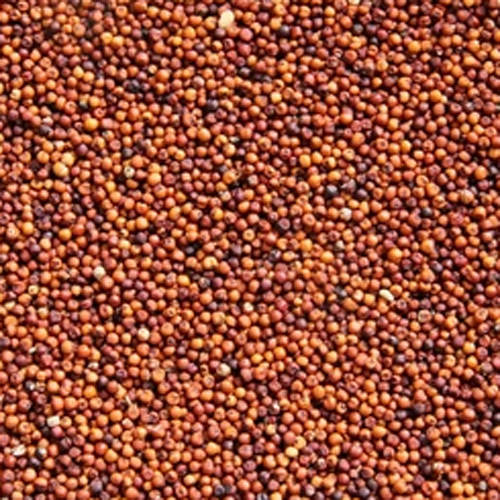 Organic Food Grade Finger Millet at Best Price in Ahmedabad ...