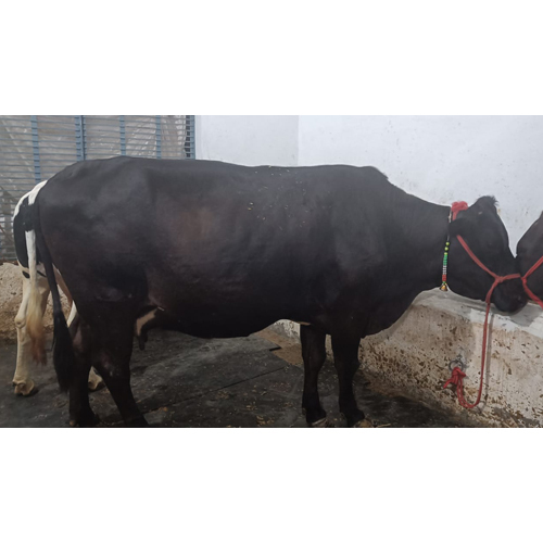 Different Available Indian Murrah Buffalo at Best Price in Karnal ...
