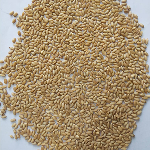 Organic Natural Sharbati Wheat at Best Price in Sawai Madhopur | Shri ...