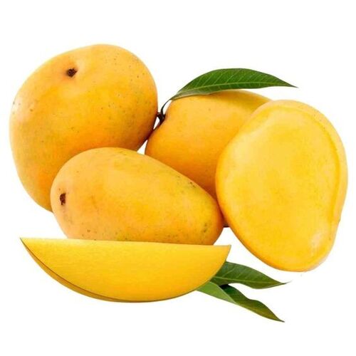 Fresh Mango - Standard Size Oval Shape Yellow Color | Whole Fruit With ...