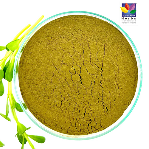 10-25% Bacosides Bacopa Monnieri Brahmi Dry Extract Powder at Best ...