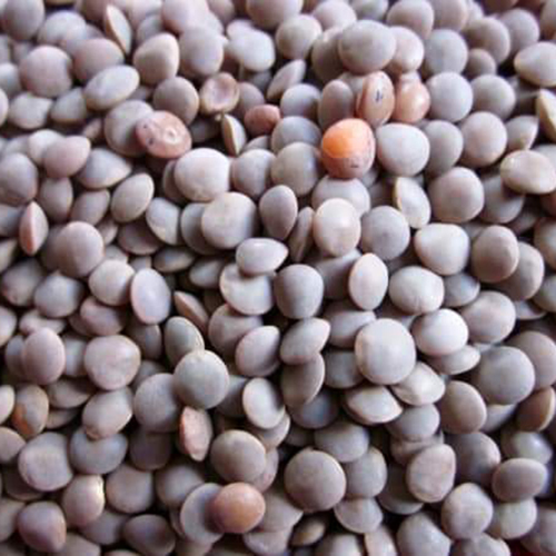 Common Masoor Whole at Best Price in Pune, Maharashtra | Aayra Agro ...