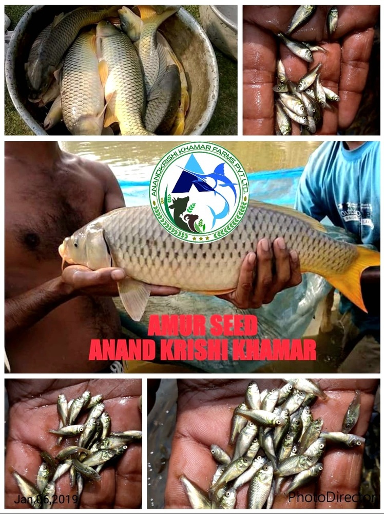 Amur Common Carp Fish Seeds - Color: Light Blue To Silver at Best Price ...