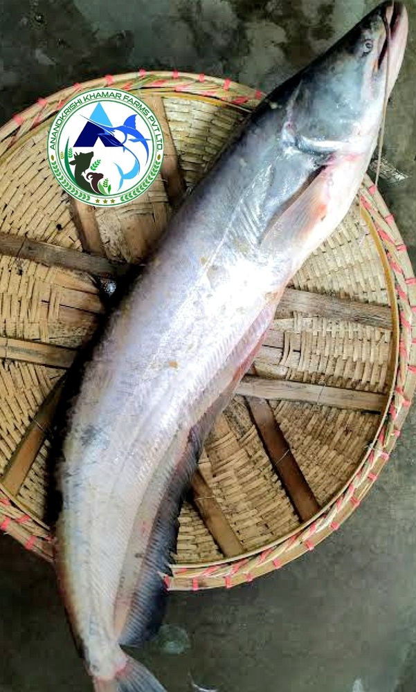 Boal Fish Seed - Color: Blackish White at Best Price in Kolkata ...