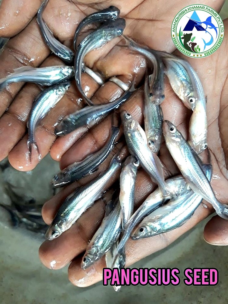 Pangasius Fish Seed - Color: Whitish Black at Best Price in Kolkata ...