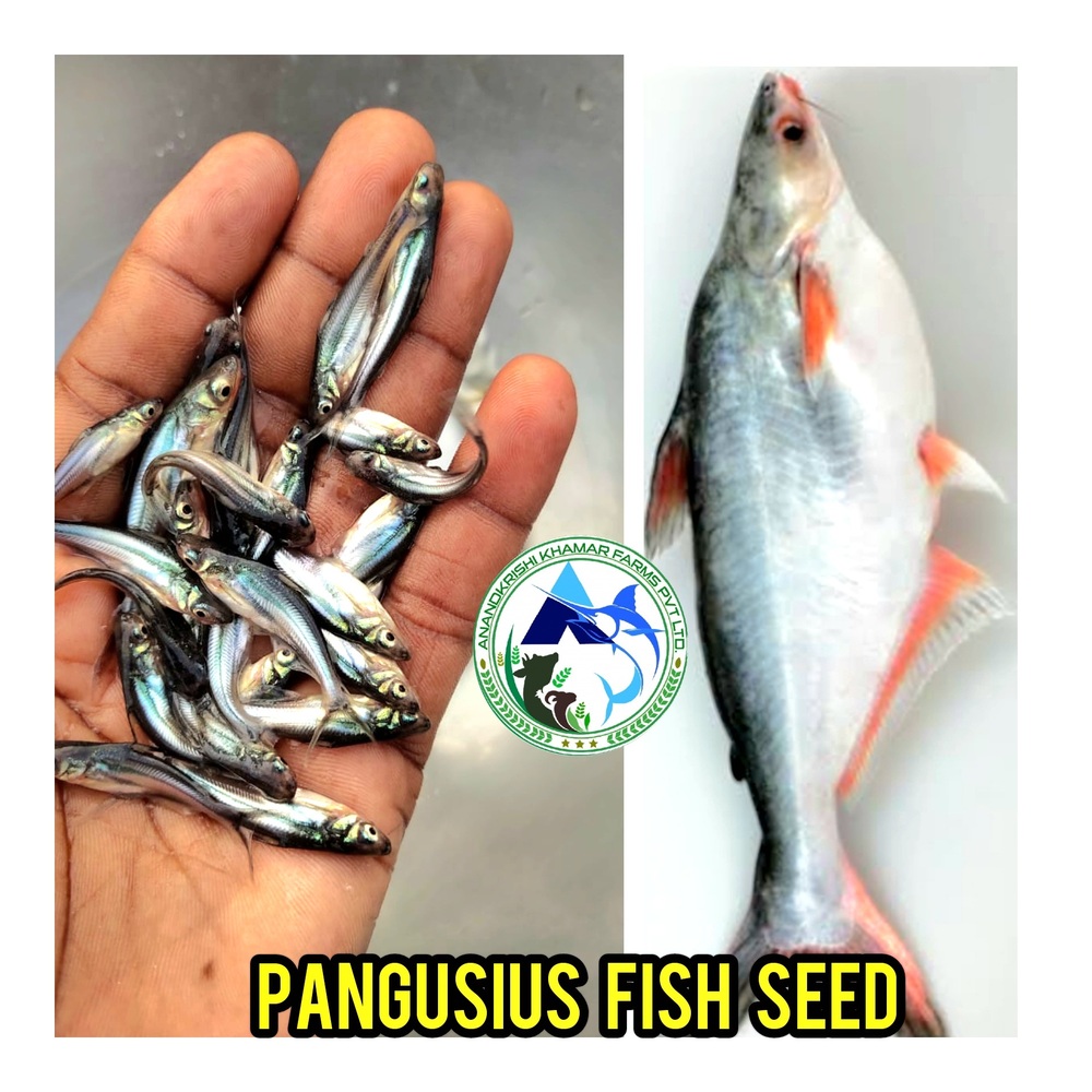 Pangasius Fish Seed - Color: Whitish Black at Best Price in Kolkata ...