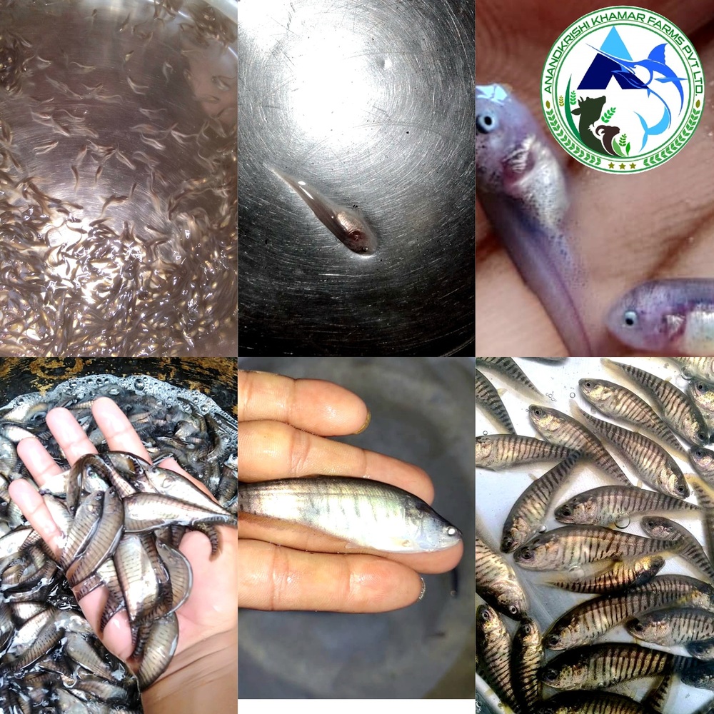 Chital Fish Seed - Fish Seed Material, 1-4 Inch Dimensions, Blackish ...