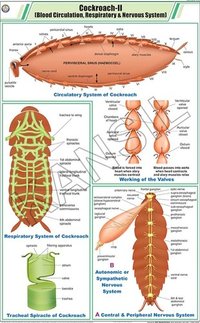 Circulatory System Of Cockroach