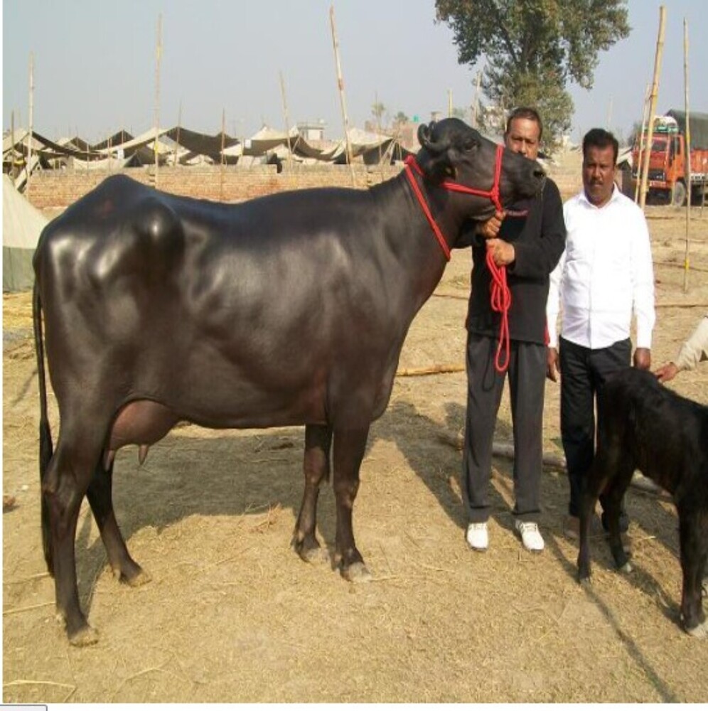 Murrah Bull at Best Price in Rohtak, Haryana | Khurana Dairy Farm