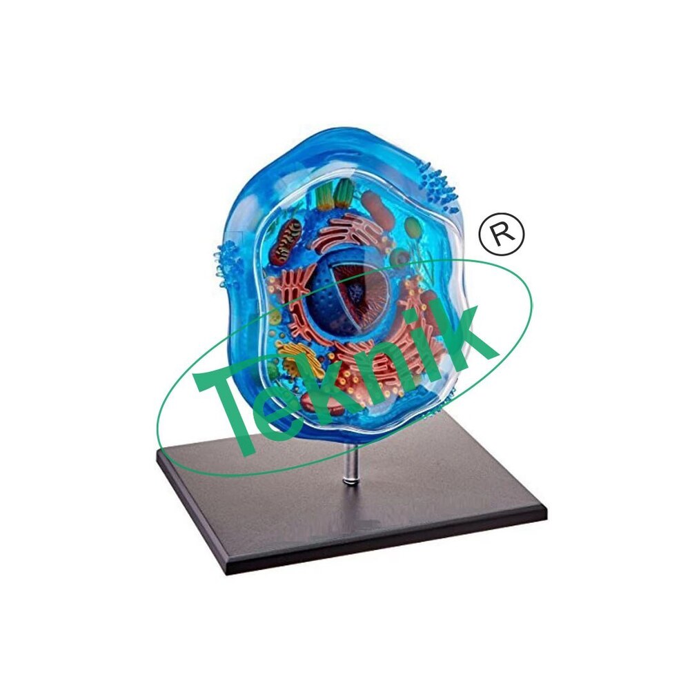 Model Animal Cell - Large Format Model 430 X 300 X 160 Mm | Ideal For ...