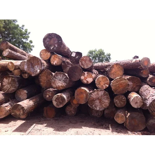 Natural Pinewood Log - Feature: Moisture Proof at Best Price in ...