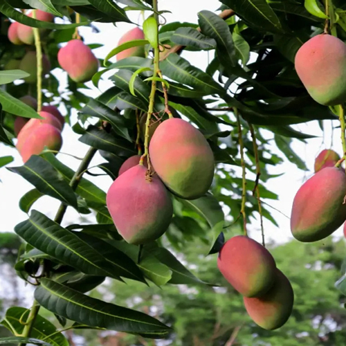 Fresh Mango - Color: Green at Best Price in Cuddalore | Shavel Textiles