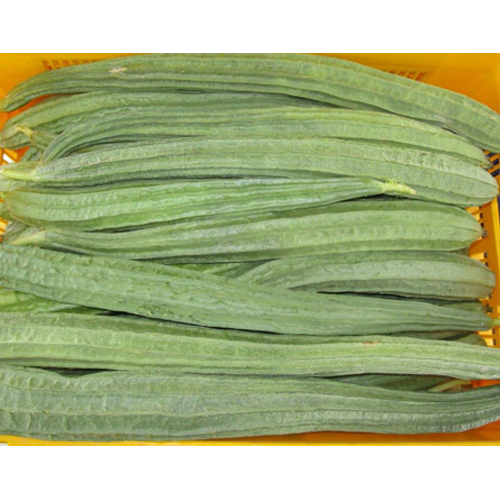 Fresh Ridge Gourd - Moisture (%): 90.47% To 92.78%. at Best Price in ...