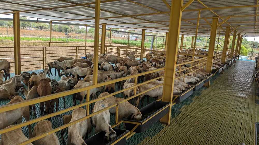 Goat Farm Shed Construction - Feature: Waterproof at Best Price in ...