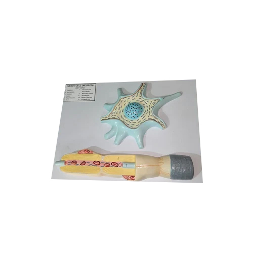 Pvc Nerve Cell at 800.00 INR in Ambala Cantt, Haryana | Trust ...
