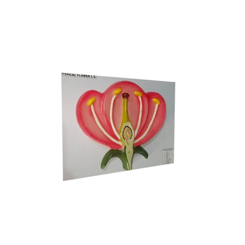 Pvc Typical Flower Model - Color: Natural at Best Price in Ambala Cantt ...