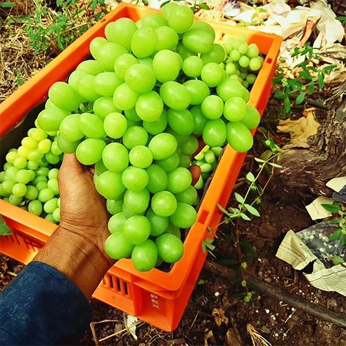 Fresh Green Grapes at Best Price in Nashik, Maharashtra | Krushivrund Farm