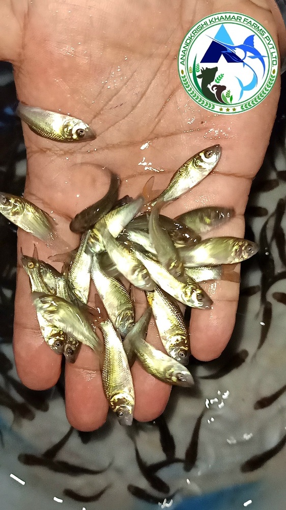 Indian Catla Fish Seeds - Color: Redish Black at Best Price in Kolkata ...