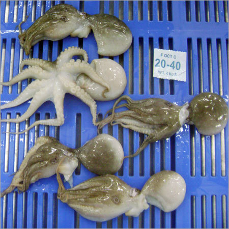 Octopus at Best Price in Kochi, Kerala | Pinnacle Exports & Imports
