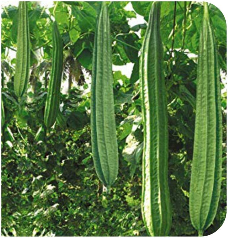 Harshit F1 Ridge Gourd at Best Price in Hyderabad | Brunsima Crop ...