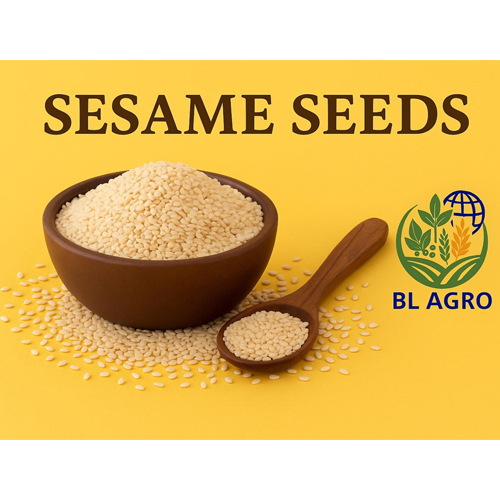 Sesame Seeds - Color: Light Yellow at Best Price in Jaipur | Bum Lehri Agro