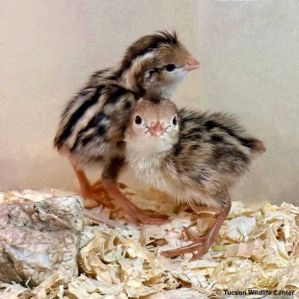 Qua Chicks - Breed: Quail - Breed: Quail at Best Price in Bhopal | Fine ...